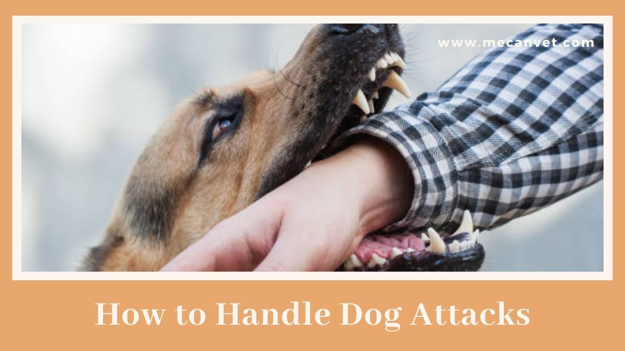 Safety Tips: How to Handle Dog Attacks